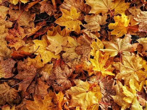 September Leaves Images Free Download On Freepik