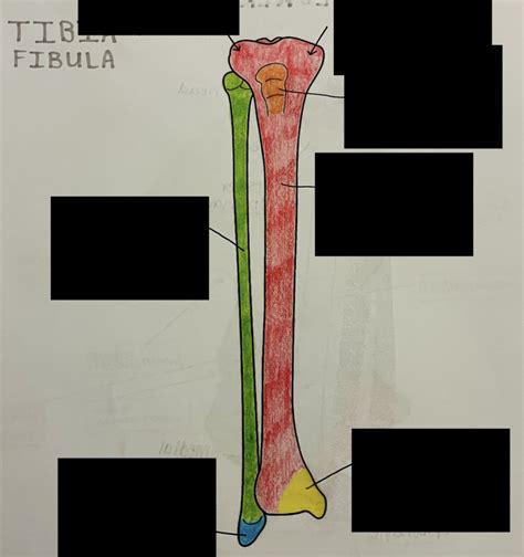 Tibia And Fibula Diagram Quizlet