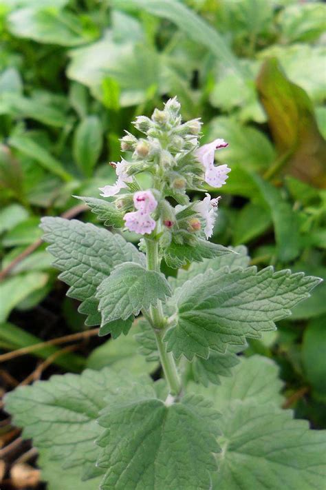 learn how to plant and grow catnip gardener s path