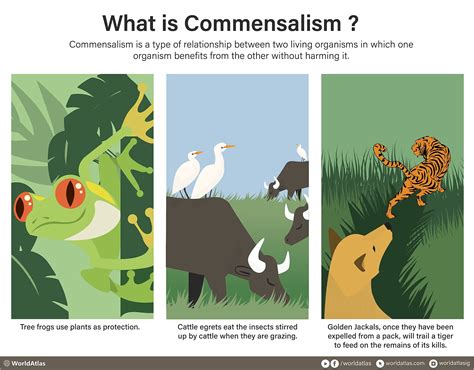 Organism Examples