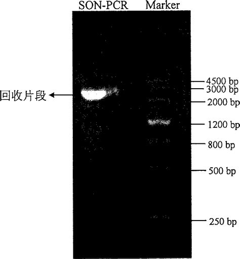 Starch Synthase Gene Promoter With Seed Specific Expression And Application Thereof Eureka