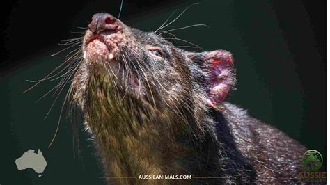 Tasmanian Devil Facts Habitat And Conservation Guide