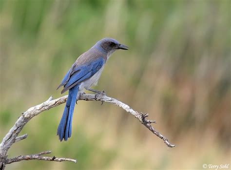 What Does A Female Scrub Jay Look Like At Harrison Fitch Blog