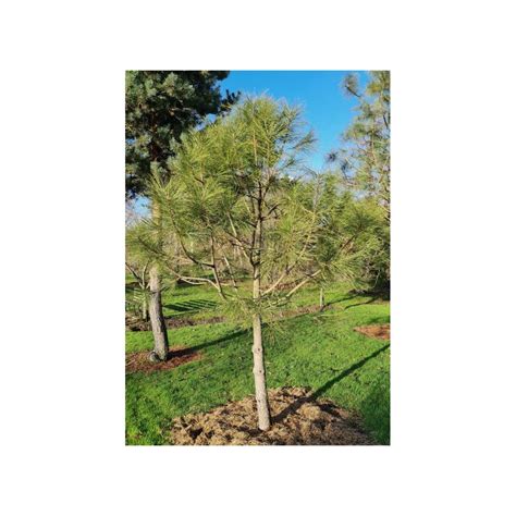 Pinus Ponderosa Western Yellow Pine
