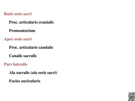 Basis Ossis Sacri Basis Ossis Sacri — Латинский