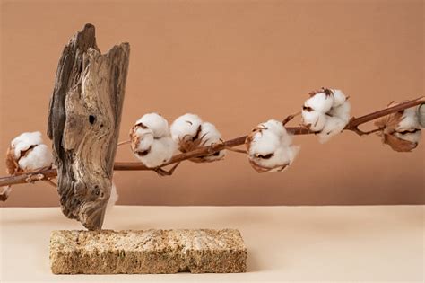 전시회 및 제품 발표를 위한 연단 재료 돌 나무 꽃 면화 천연 소재로 만든 아름다운 베이지색 배경 구성이 있는 추상적인 자연 장면 0명에 대한 스톡 사진 및 기타 이미지