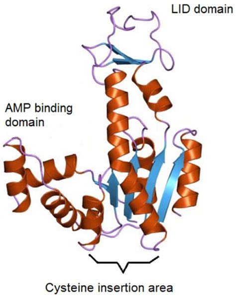 The Structure Of Adenylate Kinase With A General Backbone View Showing
