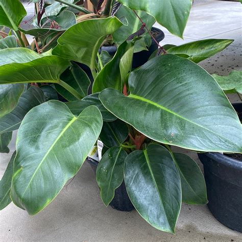 Philodendron Green Princess Colour Paradise Greenhouses