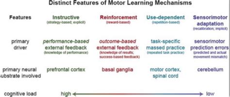 Motor Control Optimal Theory Of Motor Learning Flashcards Quizlet