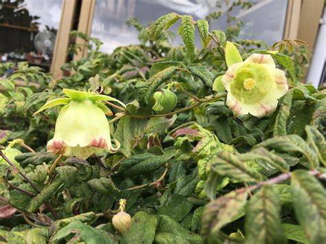 Codonopsis Lanceolata Alpinesdk