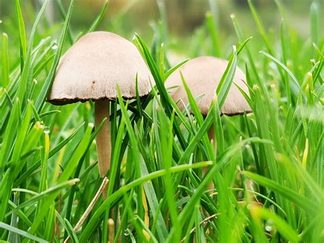 How To Get Rid Of Lawn Mushrooms Gecko Green