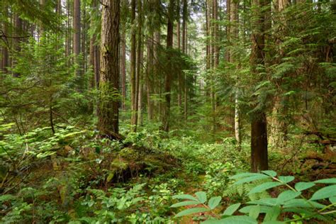 Temperate Rainforest Trees