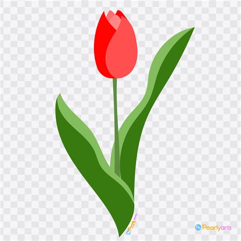 Free Red Tulip Clipart Royalty Free Pearly Arts