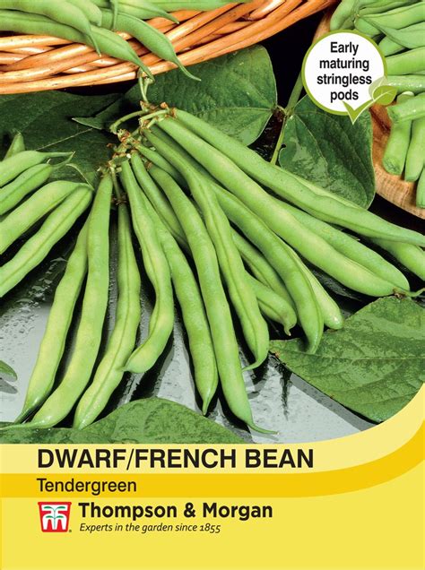 Dwarf Bean Tendergreen Gordon Rigg