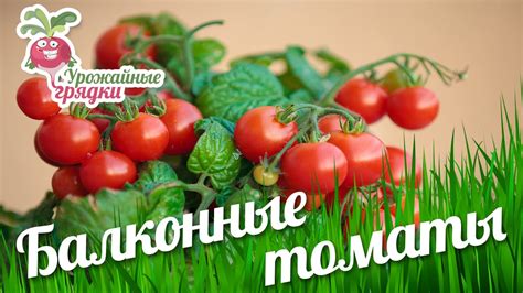 Балконные томаты. Урожайные грядки. - YouTube