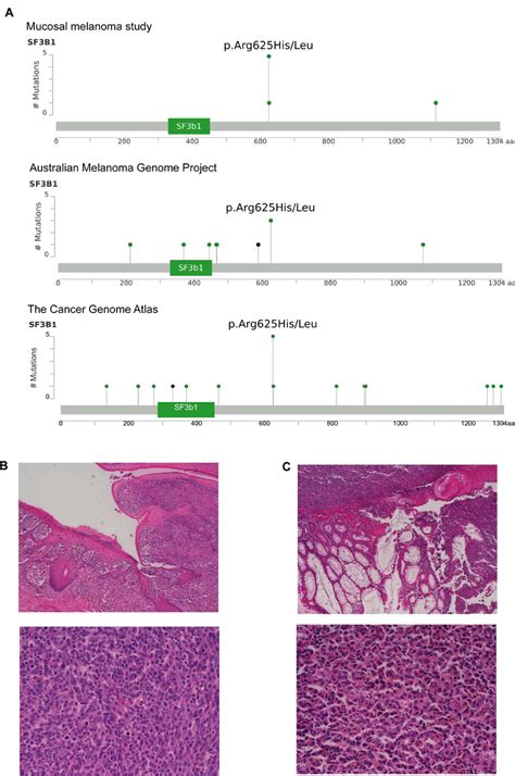 Recurrent Hotspot Sf3b1 R625 Mutations And Co Occurrence Mutation