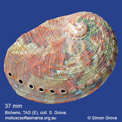Haliotis Rubra Molluscs Of Tasmania