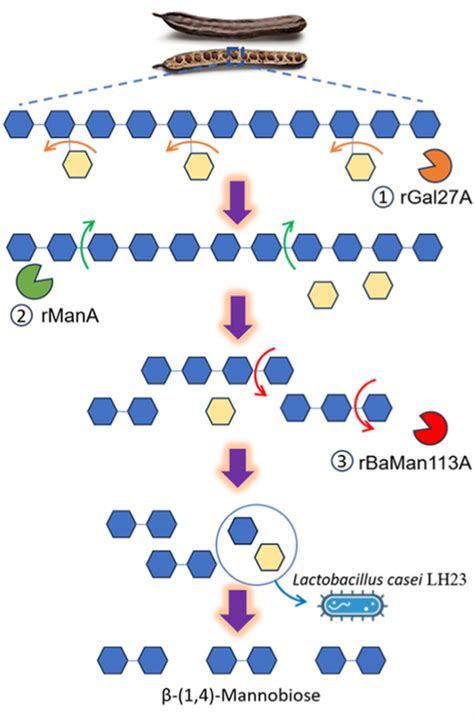 Mannobiose Production Through Synergistic Enzymatic Hydrolysis Of
