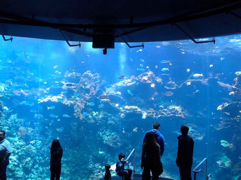 Download San Francisco Steinhart Aquarium Wallpaper