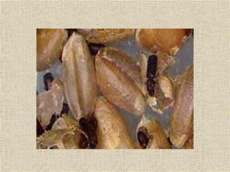 Stored Grain Pests Pptx