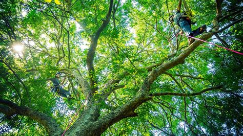 Tree Shrub Pruning Tree Trimming Raleigh Cary Durham NC Leaf Limb