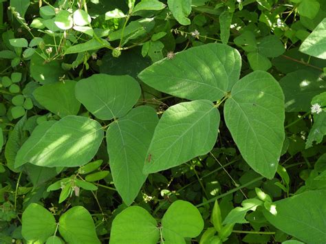Mucuna Puriens Leon Levy Native Plant Preserve