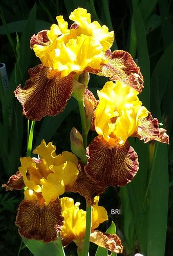 Jitterbug Black Ridge Iris