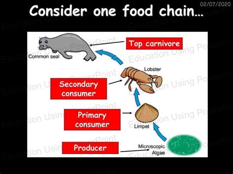 Interactions And Interdependencies Education Using Powerpoint