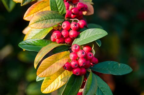 Baum Des Tages Cotoneaster Floccosus