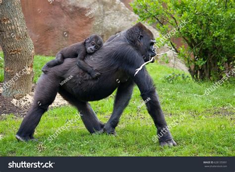 774 Western Lowland Black Back Gorilla 图片、库存照片和矢量图 Shutterstock