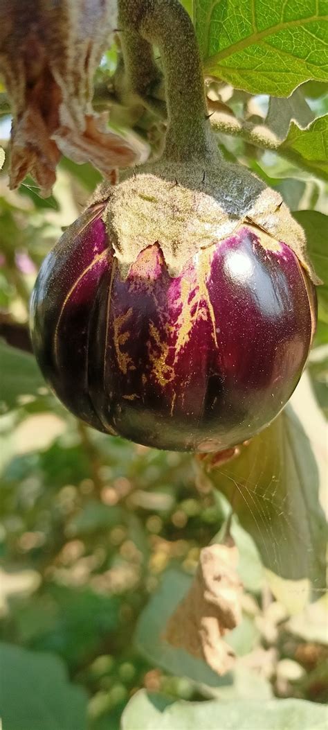 Vegitables Nature Plant Free Photo On Pixabay Pixabay