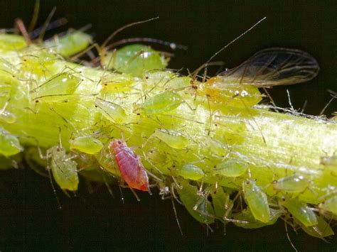 How To Naturally Control Aphids In Your Garden Garden Guide