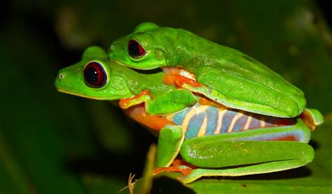 Red Eyed Tree Frog Amplexus Brian Gratwicke Flickr