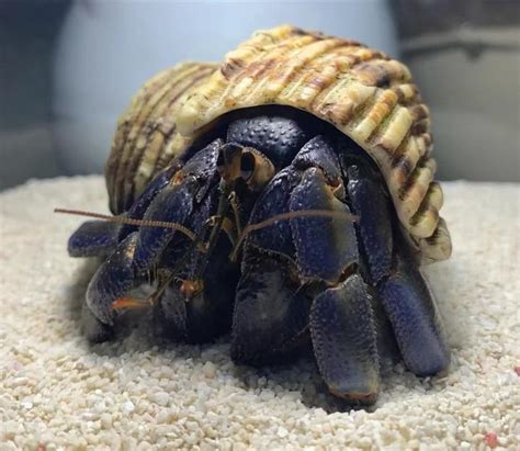 椰子蟹可以做宠物吗 知乎