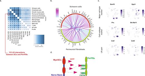 Ligandreceptor Interactions In Naive Nerve A Number Of Lr Pairs Download Scientific Diagram