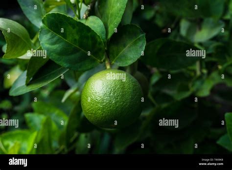 Green Limes On A Tree Lime Is A Hybrid Citrus Fruit Which Is
