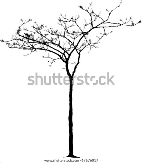 Vector Drawing Small Naked Winter Tree Stock Vector Royalty Free 67676017