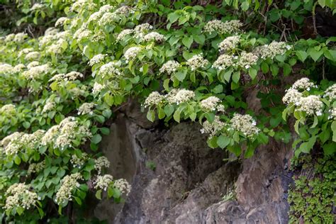 19 Best Flowering Ground Covers