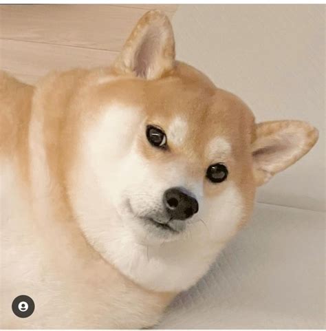 식빵 같은 대박 시바견 식빵 Mlbpark