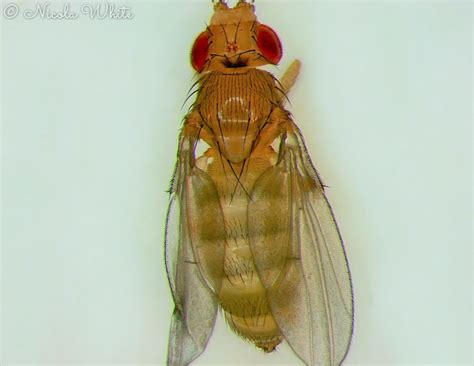 Drosophila Photography