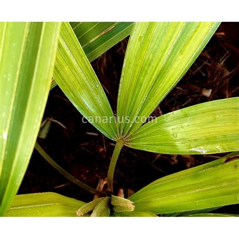 Buy Rhapidophyllum Hystrix With Canarius