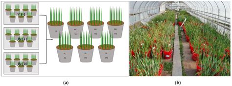 Pot Experiment Of Winter Wheat A Schematic Diagram Of Experimental