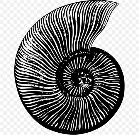 Fossil Windows Metafile Png 652x800px Fossil Ammonites Autocad Dxf Black And White
