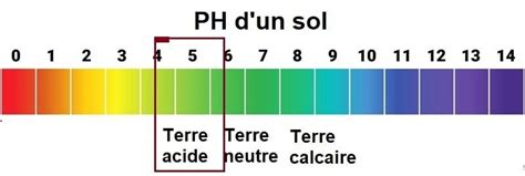 Terre Acide Au Jardin Tests Ph Remèdes Plantes