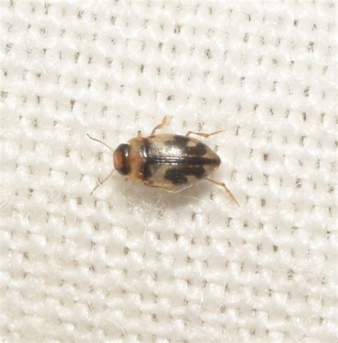 Hydroglyphus Signatellus From Almería España On May 1 2025 At 10 06 Pm By Faluke · Inaturalist