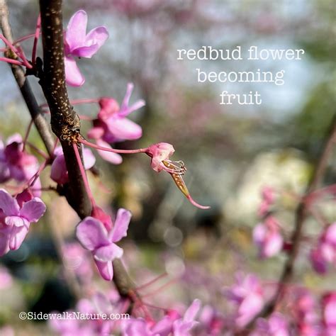 First Week Of April Trees SIDEWALK NATURE