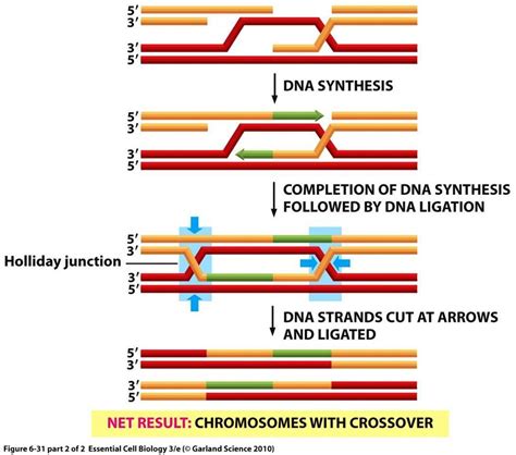 Dna Replication Process For Dummies Biological Science Picture Directory Pulpbits Net