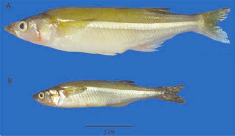 Pescado Blanco Chirostoma Estor