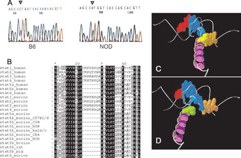 Mutation In The Dna Binding Domain Of Stat5b Of Nod Mice A Dna Download Scientific Diagram