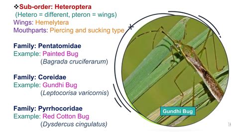 Insectaclassification And Orders Of Important Insects Pptx